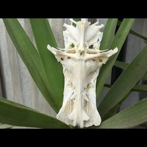 Other | Fish Bone Crucifix | Poshmark